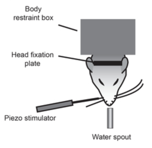 Neural Circuitry Mediating Pupil Linked Arousal Laboratory For Neural